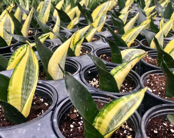 Sansevieria Romeo and Juliet, Snake Plant, 2.5" Container, Variegated ...