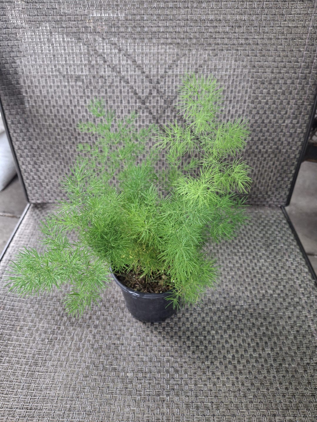 Ming Fern, Asparagus Retrofractus, Live Plant, 4" Container, Fairy ...