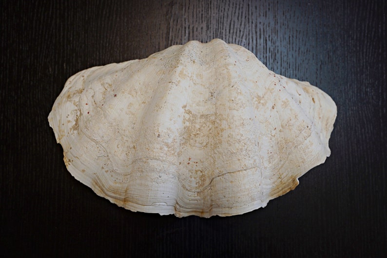 Extra Large Real Natural 37.5cm Giant Clam, Tridacna Clam Shell ...