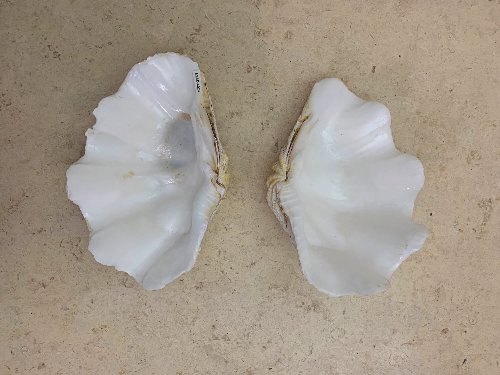 Large Real Natural 24.5cm Giant Clam Pair Tridacna Clam Shell - Etsy