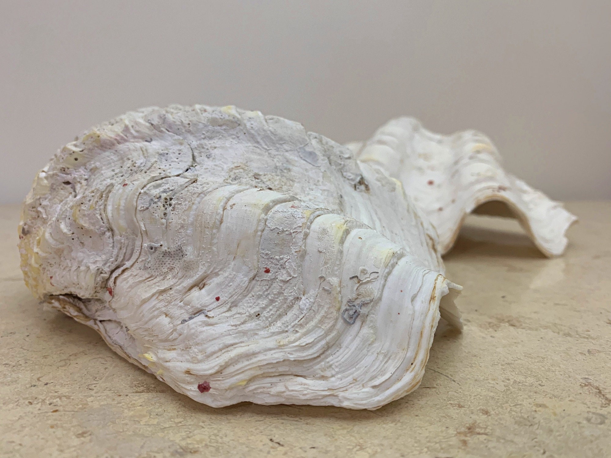 Large Real Natural 24.5cm Giant Clam Pair Tridacna Clam Shell - Etsy