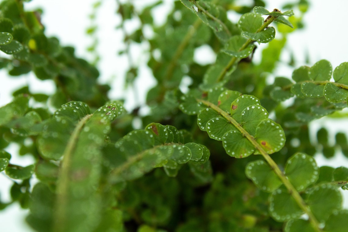 Lemon Button Fern 4 Pot | Etsy