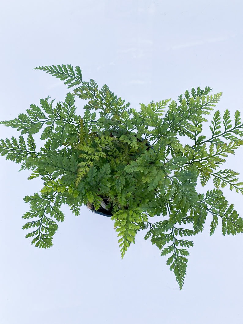 Rabbit Foot Fern - Etsy