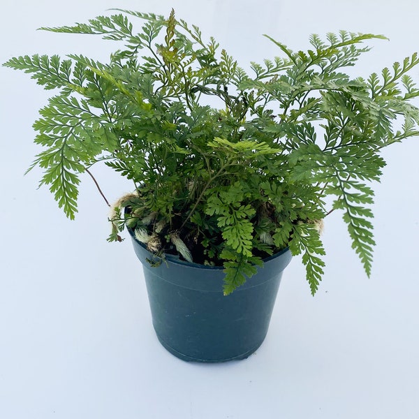 Rabbit Foot Fern - Etsy