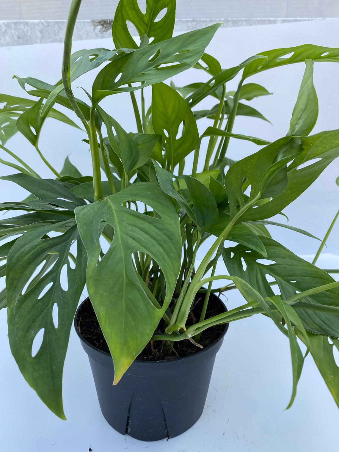 Swiss Cheese Monstera 6'' | Etsy