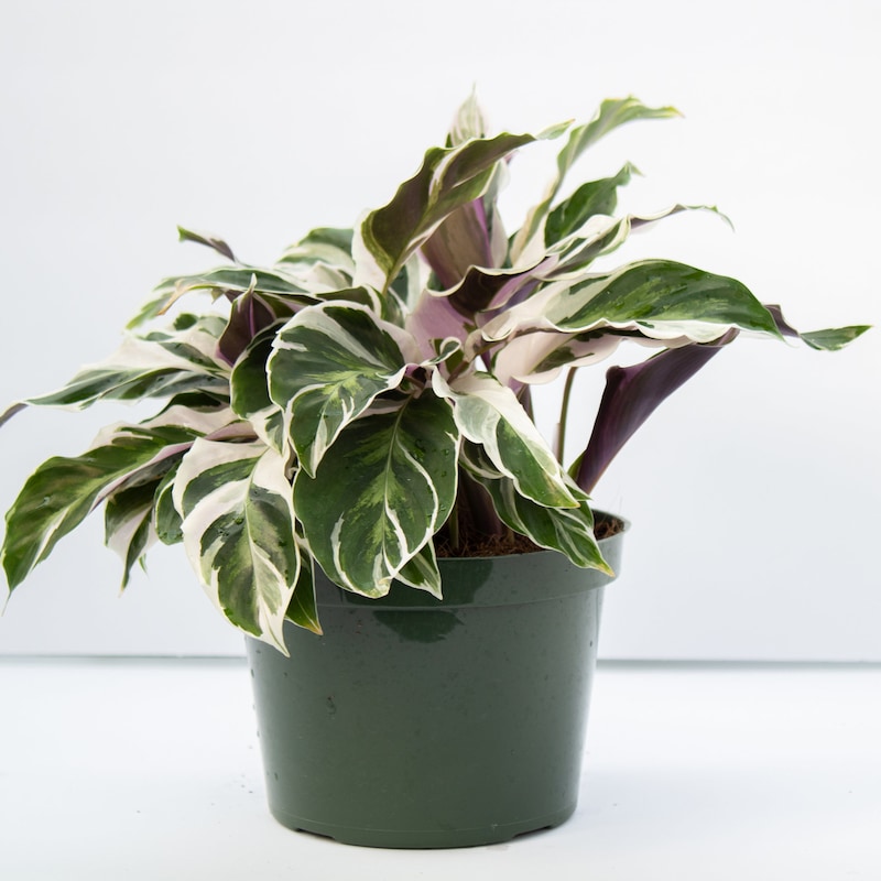Calathea White Fusion - Etsy
