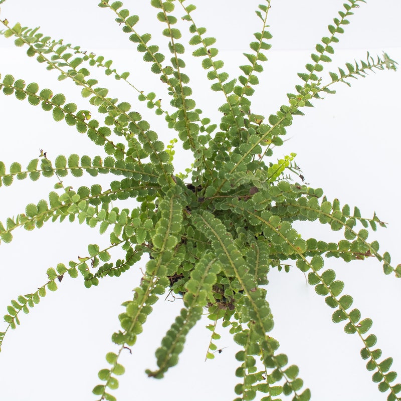 Button Fern - Etsy