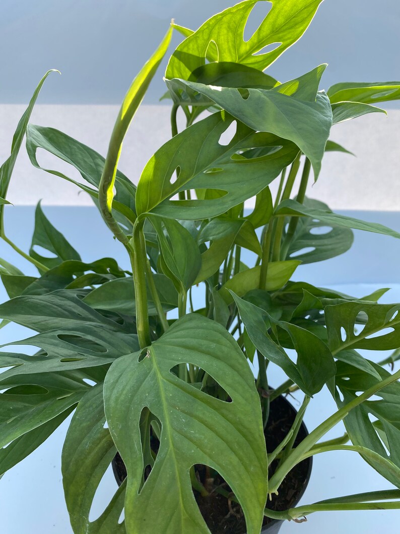 Swiss Cheese Monstera 6'' | Etsy