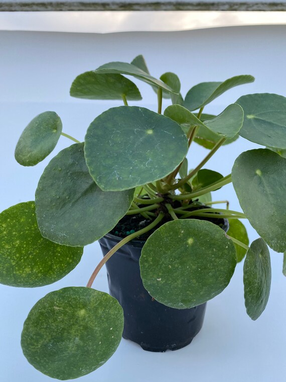 Chinese Money Plant | Etsy
