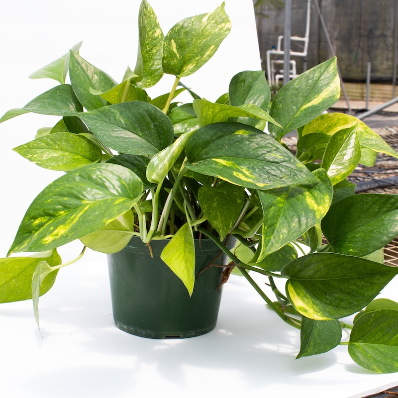 Golden Pothos - Etsy