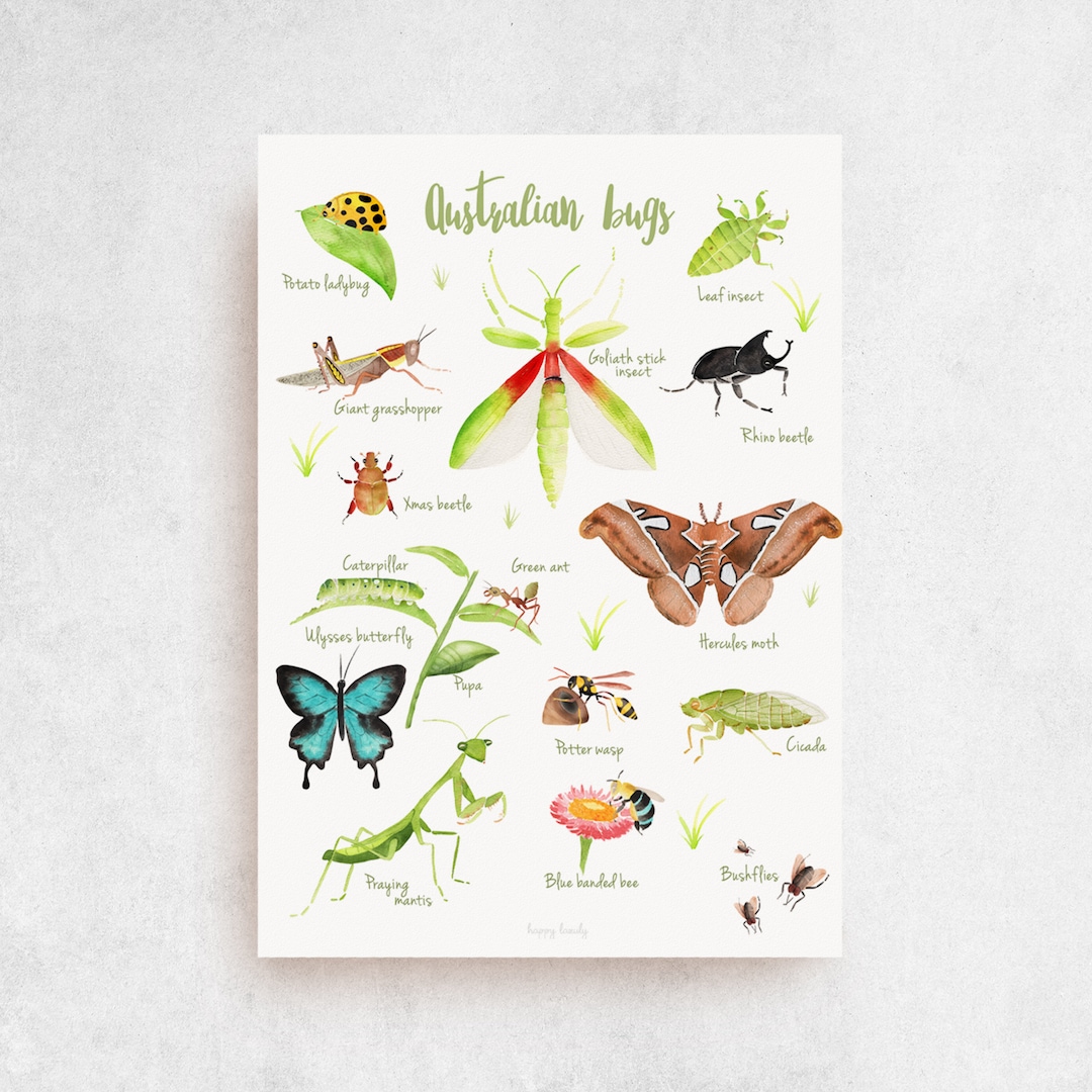 AUSTRALIA BUGS - Kid and Nursery Poster "australian Bugs" - Alphabet ...