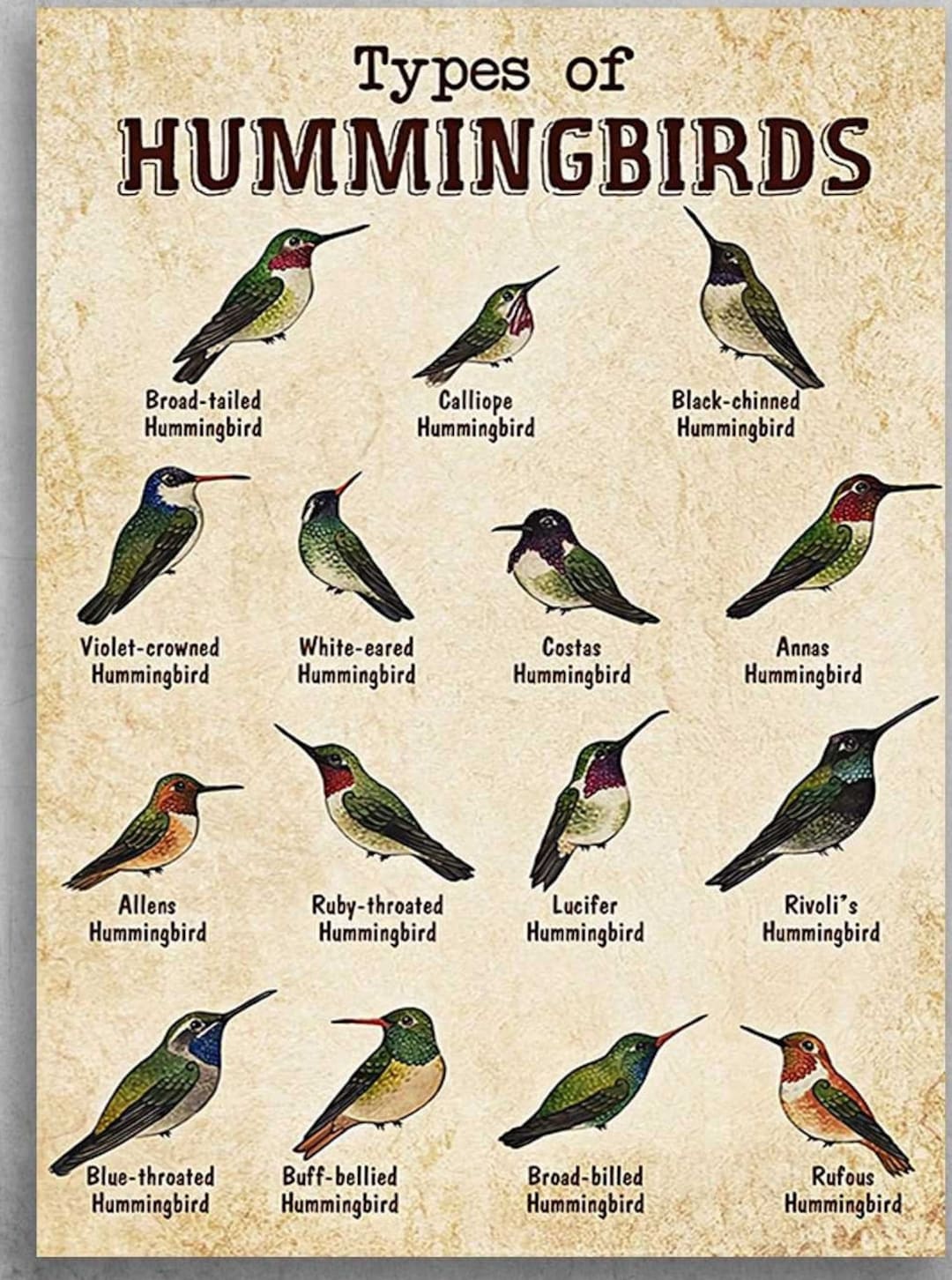 Tipos de colibríes Póster Colibrí Póster / póster - Etsy España