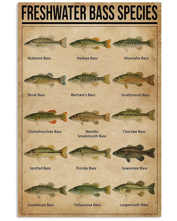 Freshwater Bass Species Vertical Poster | Etsy