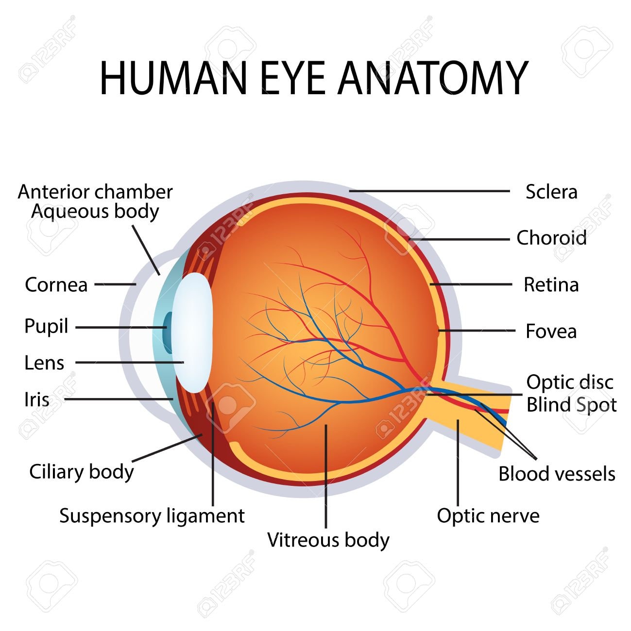 Human Eye Anatomy Poster | Etsy