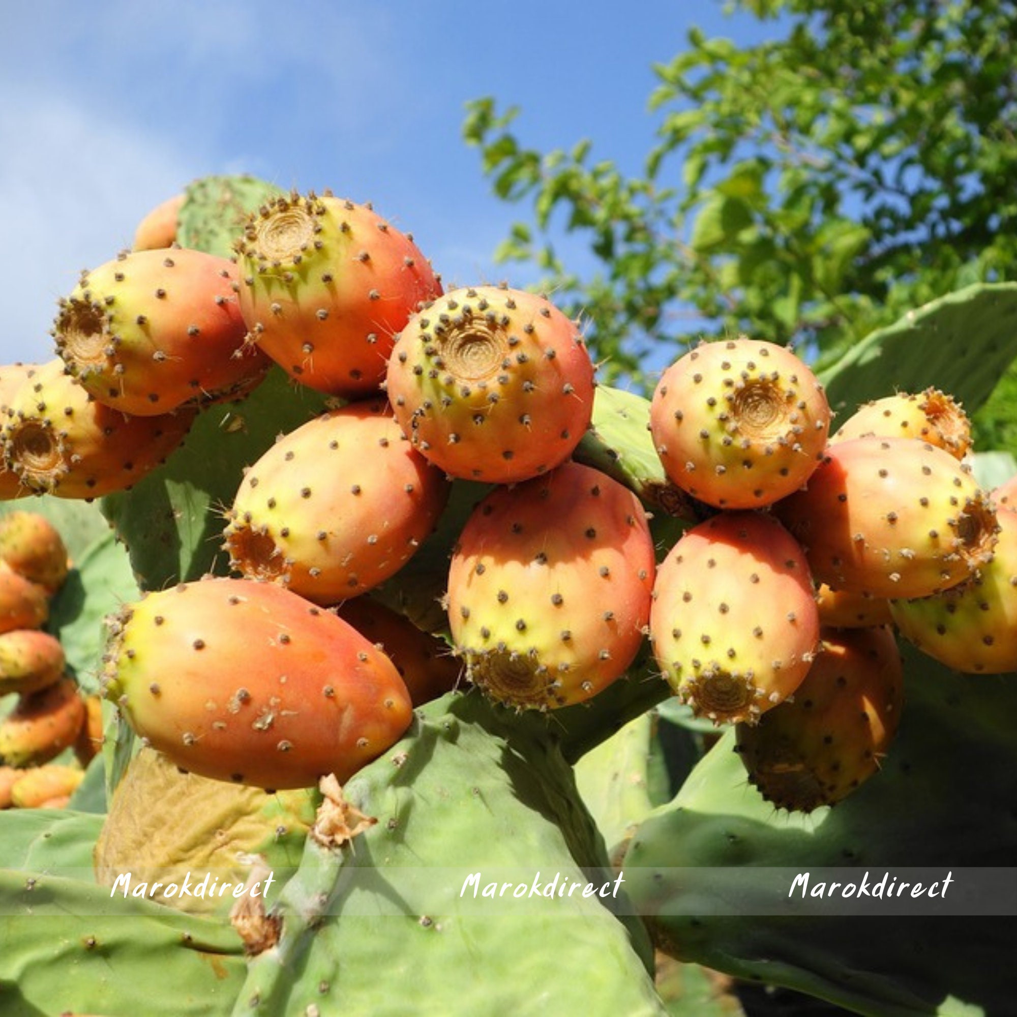 Moroccan Prickly Pear Seed Oil Pure Cactus Oil Barbary Fig Oil All ...