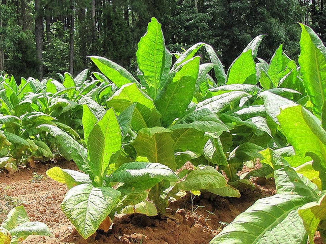 NICOTIANA TABACUM Seeds Tobacco Plant Heirloom Seed - Etsy Australia