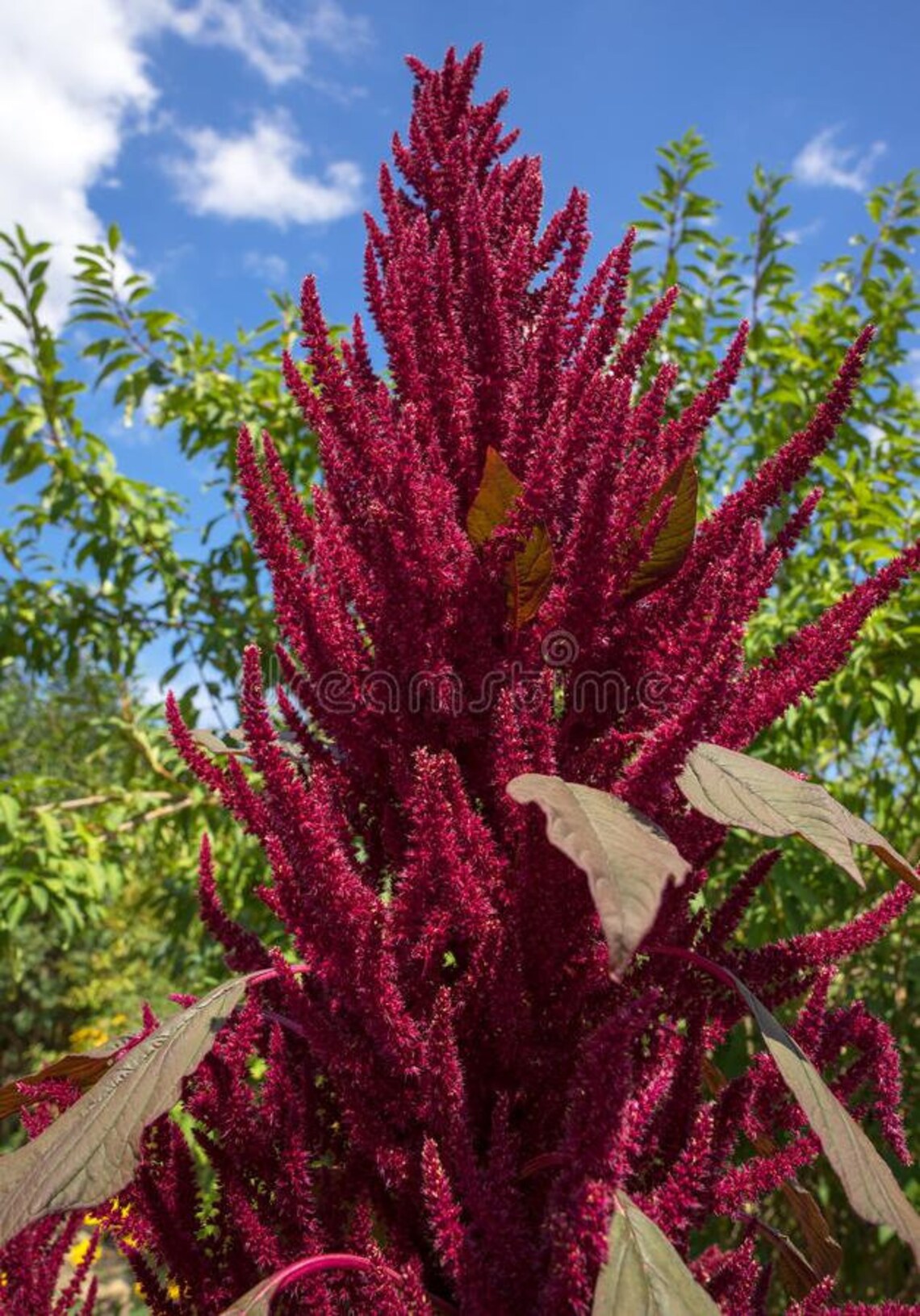 Semillas de AMARANTO Rojo Amaranto Rosso Varietà Antiche - Etsy España