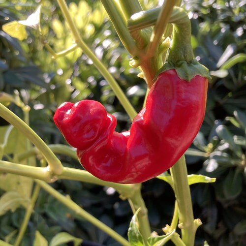 Chilly Willy Peppers