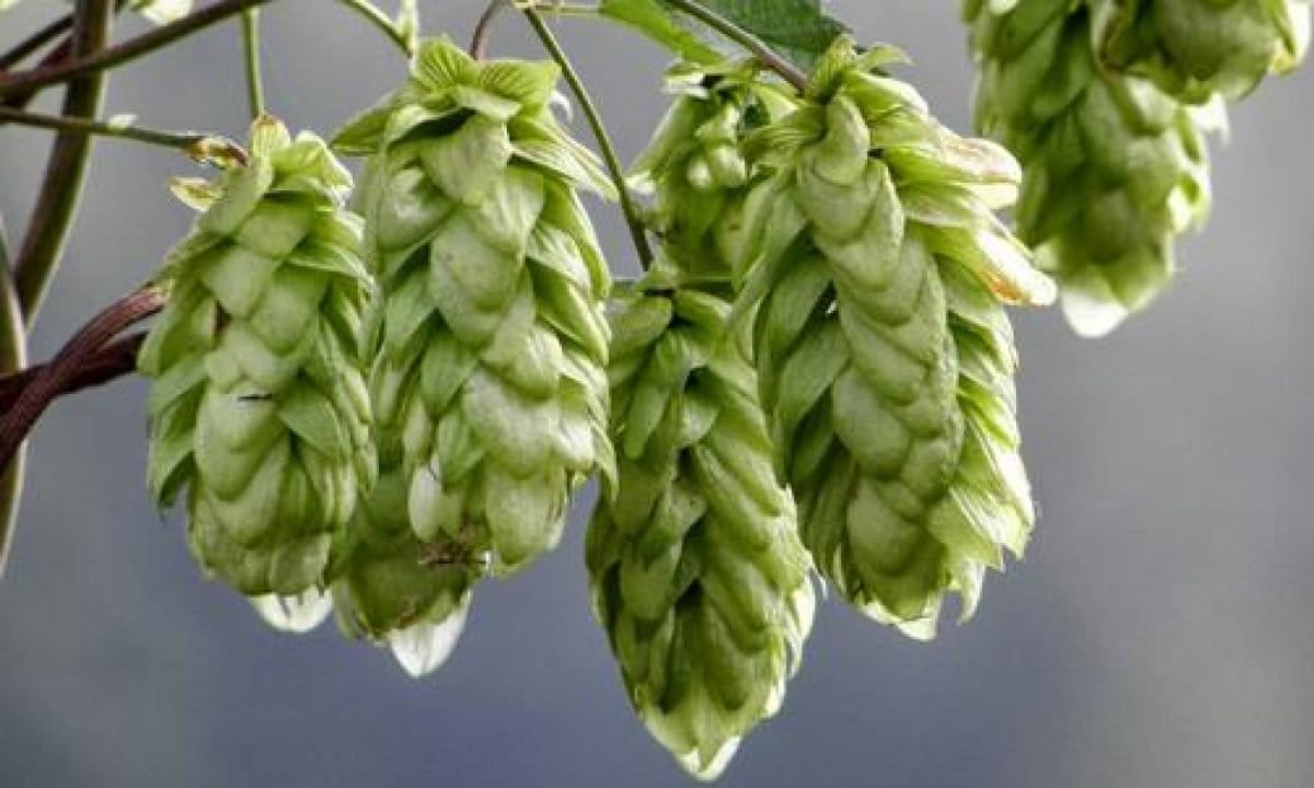 WILD HOPS 20x Seeds Luppolo Selvatico Heirloom Seed | Etsy