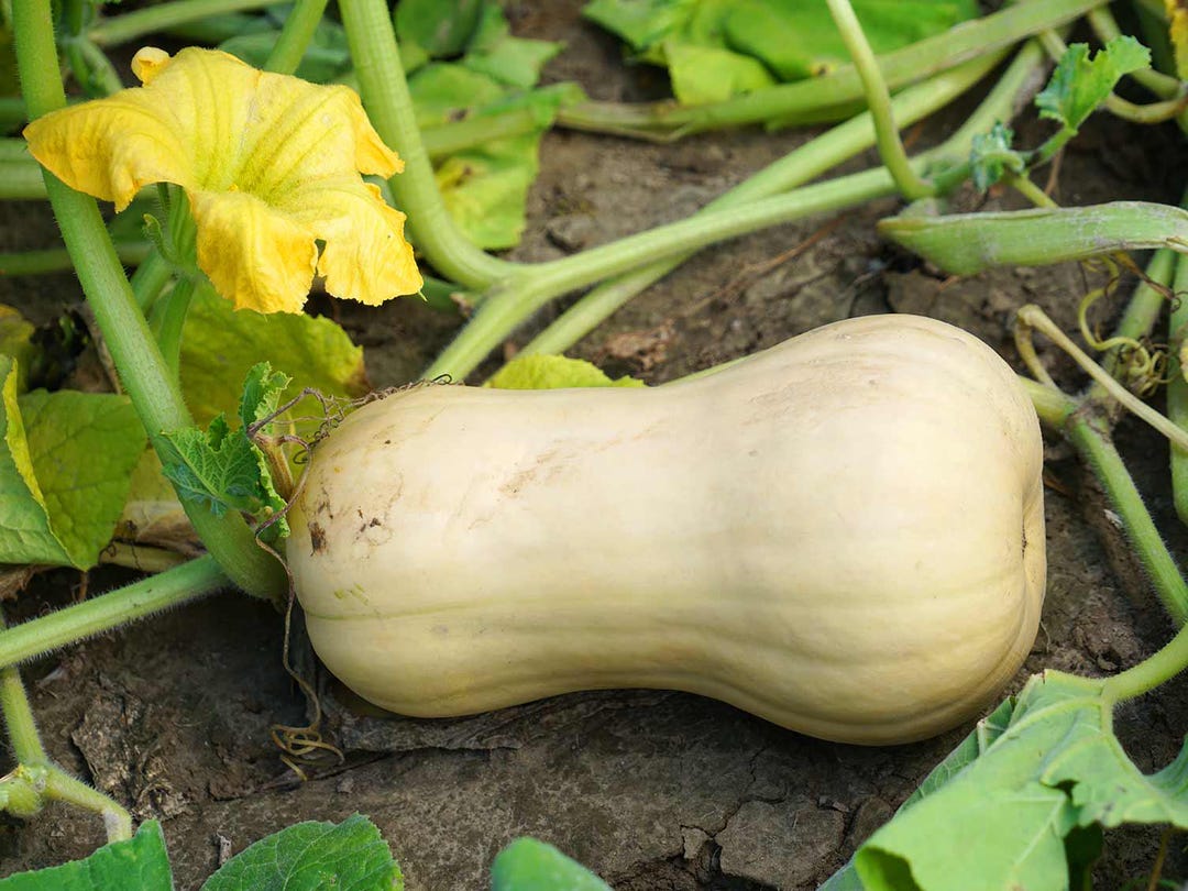 Semillas de calabaza butternut (Cucurbita moschata) - Semillas de ...