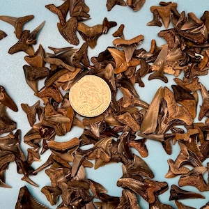20 Small Fossilized Shark Teeth - Etsy