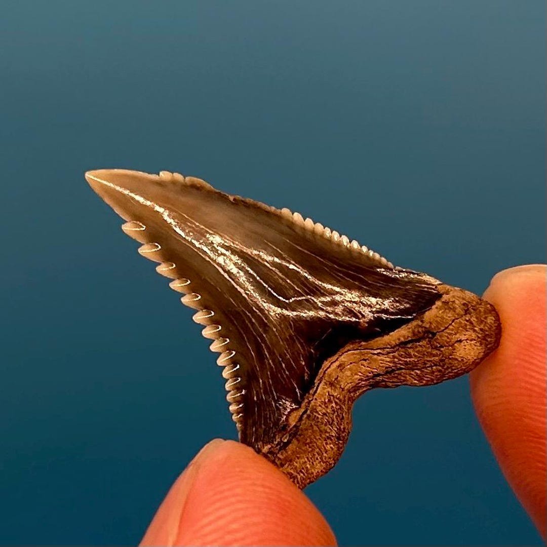 Calvert Cliffs Hemipristis Shark Tooth - Etsy