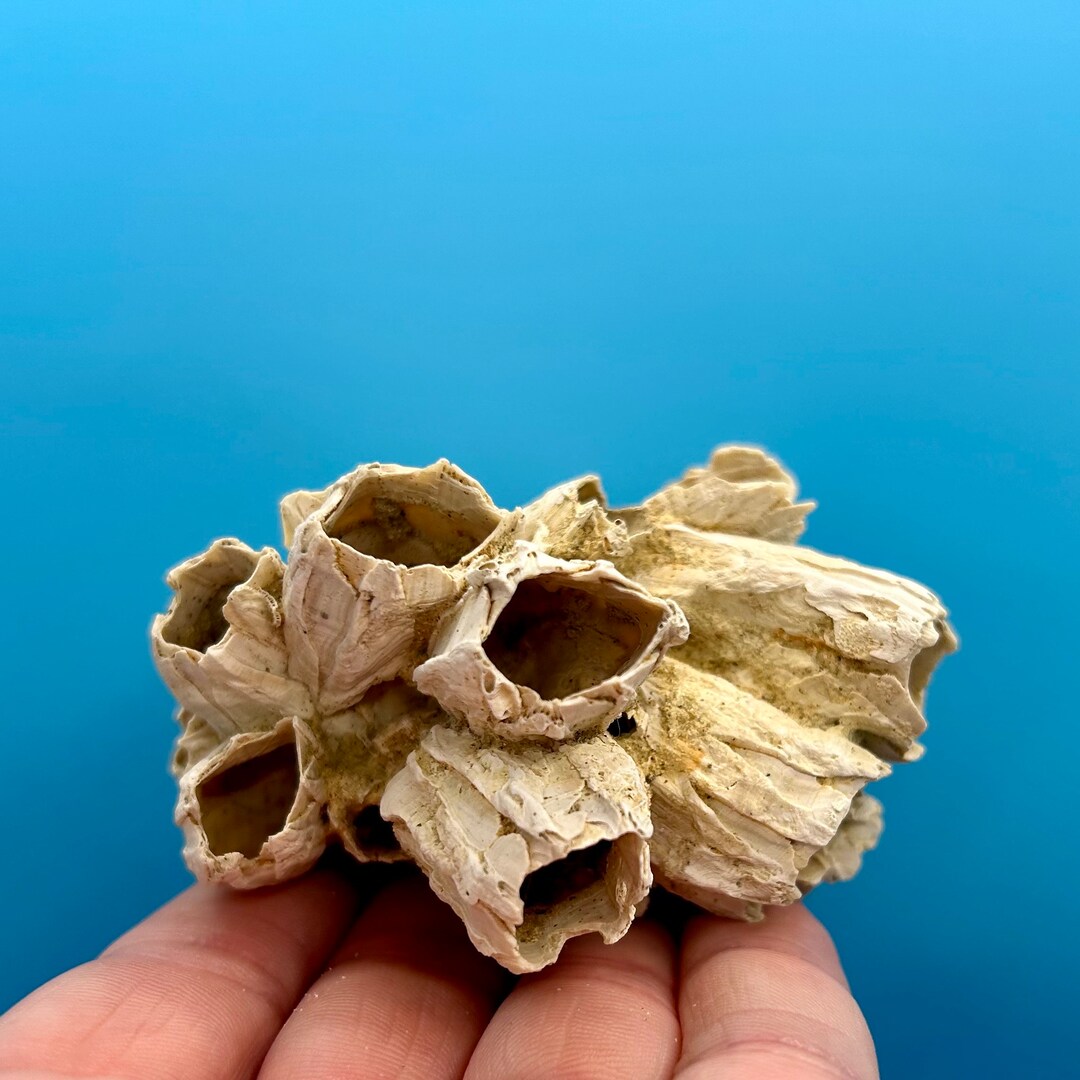 Fossilized Barnacle Cluster - Etsy