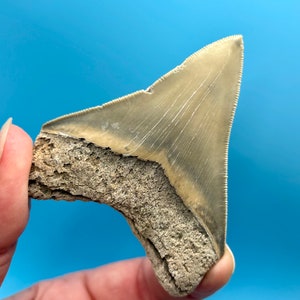 Aurora Megalodon Shark Tooth - Etsy