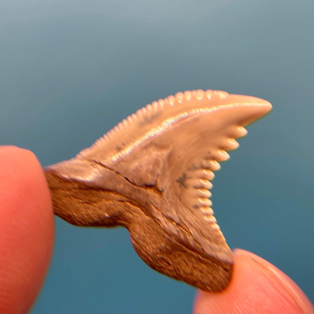 Calvert Cliffs Hemipristis Shark Tooth - Etsy