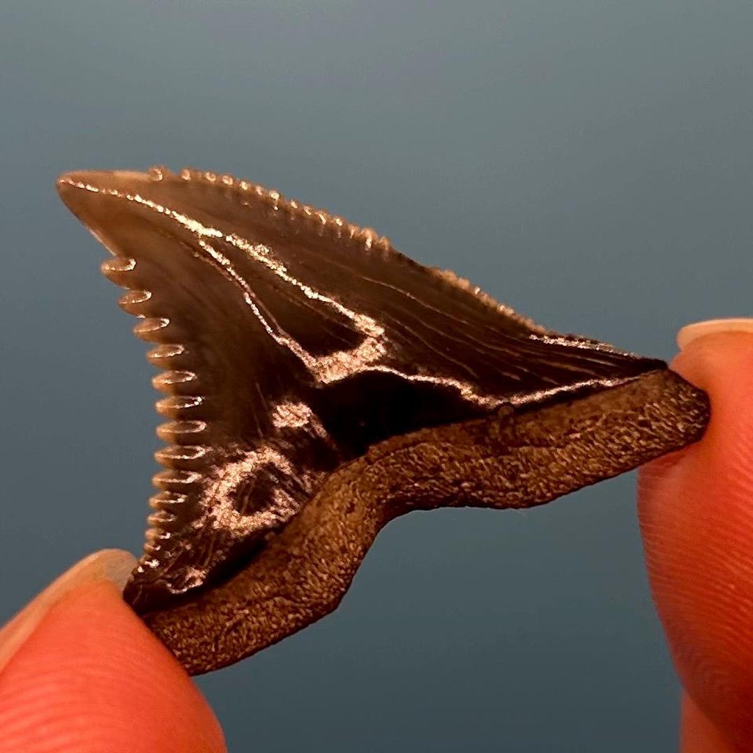 Calvert Cliffs Hemipristis Shark Tooth - Etsy