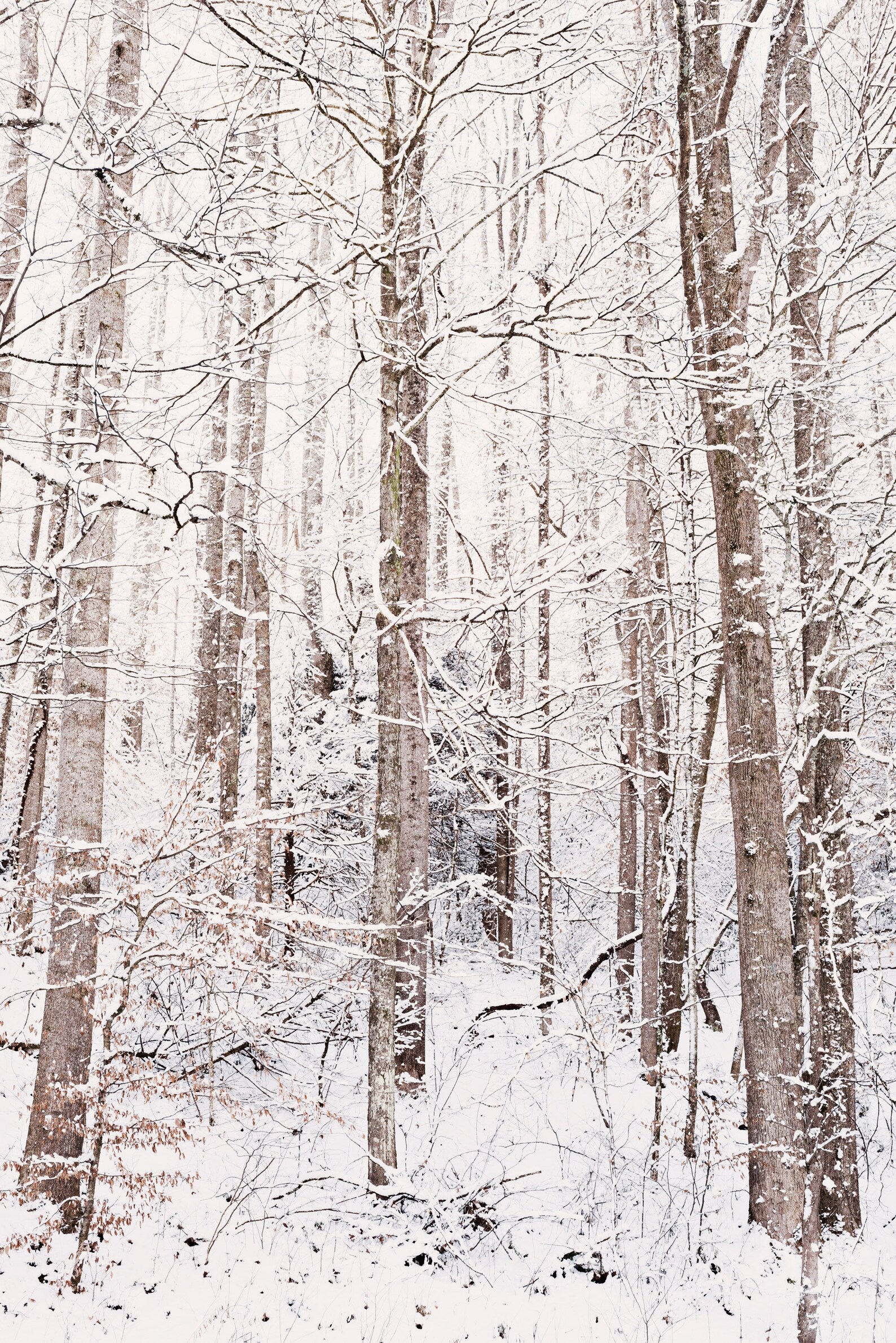 Winter Decor Nature Poster Forest Prints Winter Wall Decor | Etsy