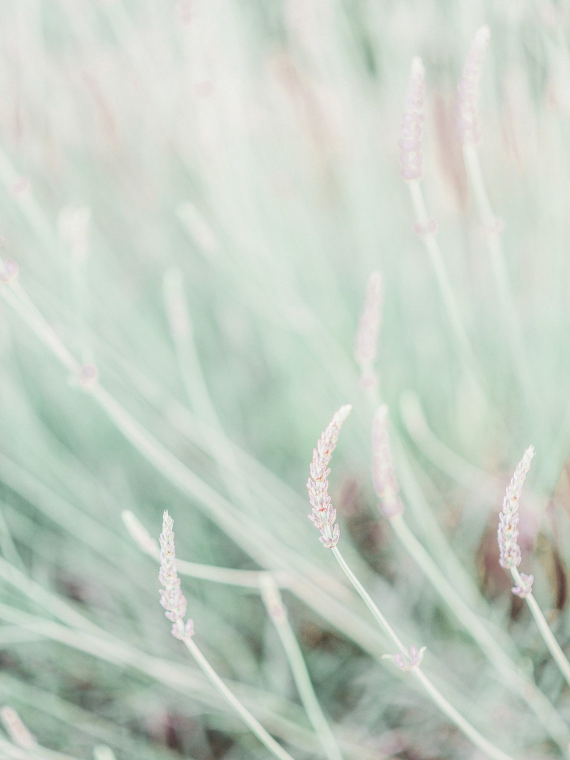 Lavender Wall Art Botanical Print Set Lavender Art Print | Etsy