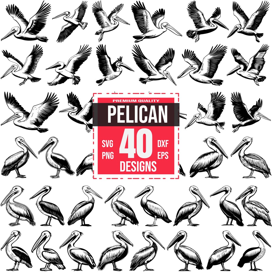 Pelican Svg Bundle, Pelican Png, Pelican Dxf, Beach Bird Svg, Coastal ...