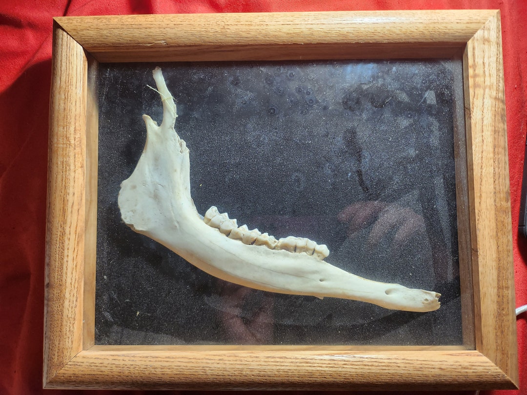 Jawbone Display - Etsy