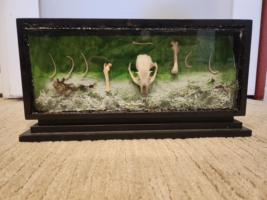 Skull and Rib Shadow Box - Etsy