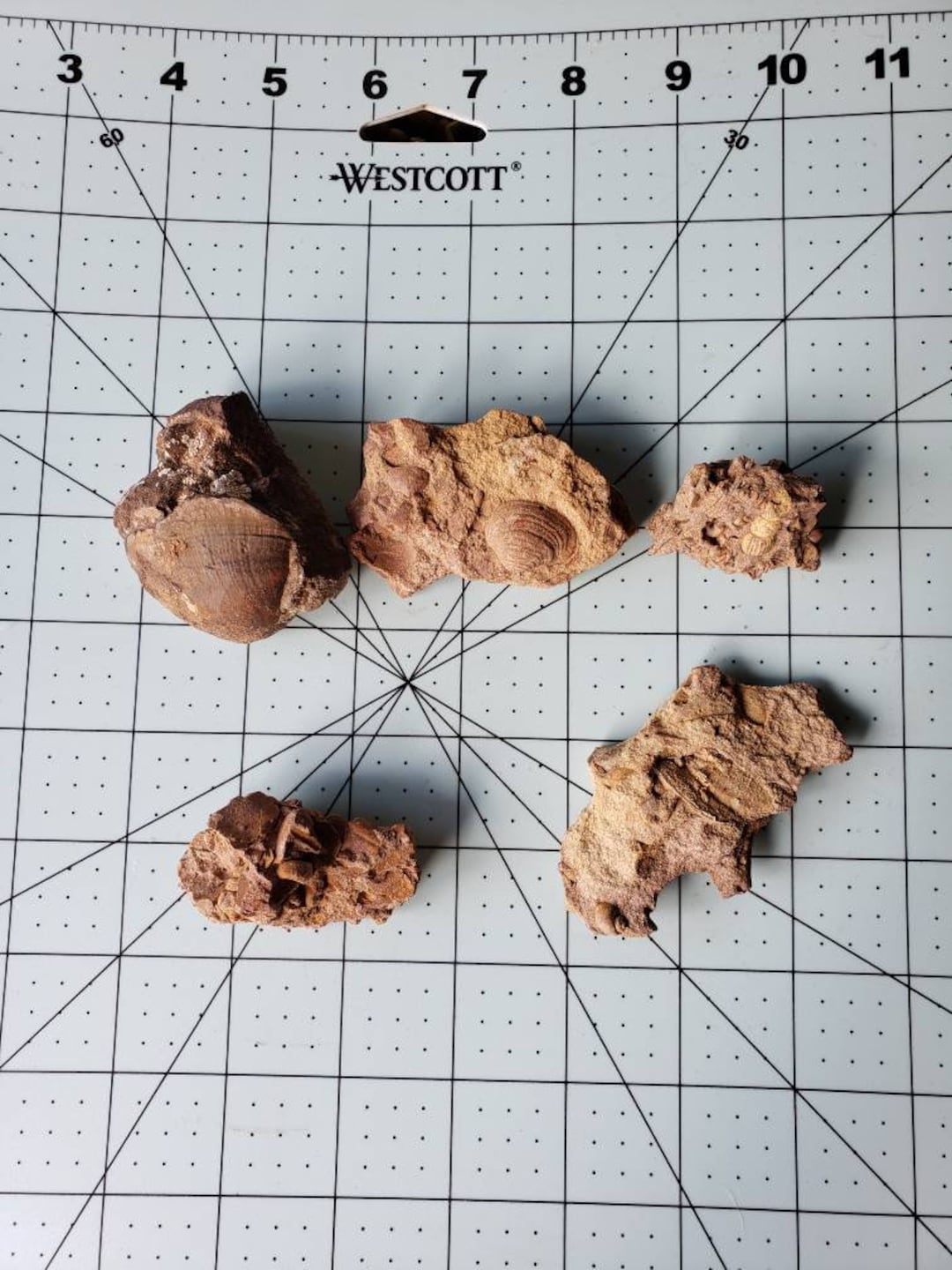 Sandy Mudstone Fossils / Stones and Rocks Collections / Natural History ...