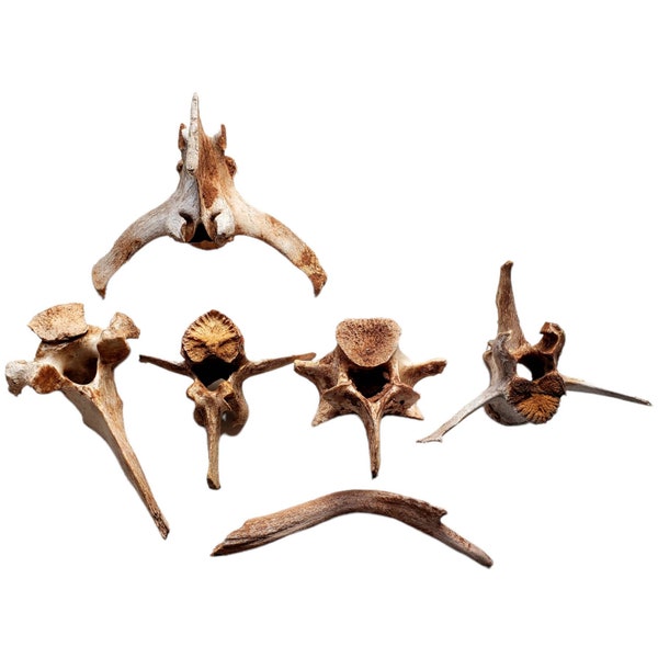 Deer Vertebrae - Etsy