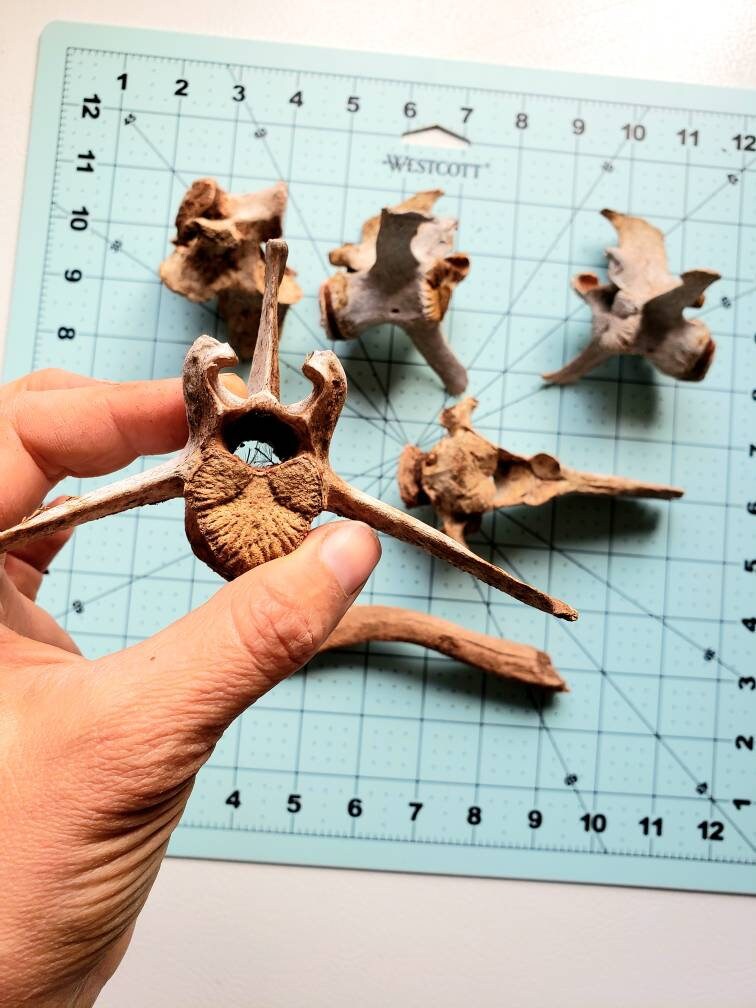 Real Deer Vertebrae and an Antler / Deer Spine Bones - Etsy