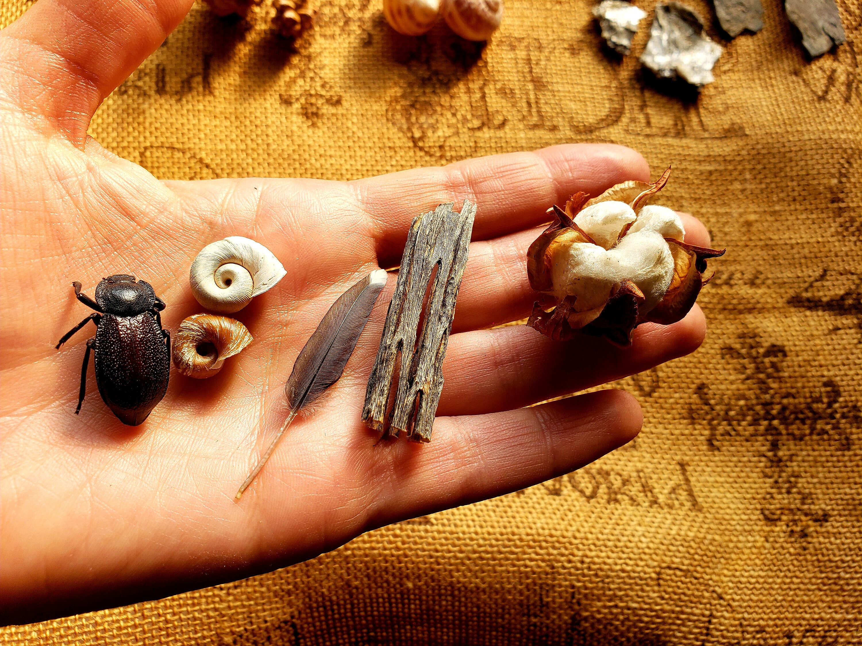 Assorted Nature Set / Curiosity Cabinet / Natural Material / Mew Mexico ...