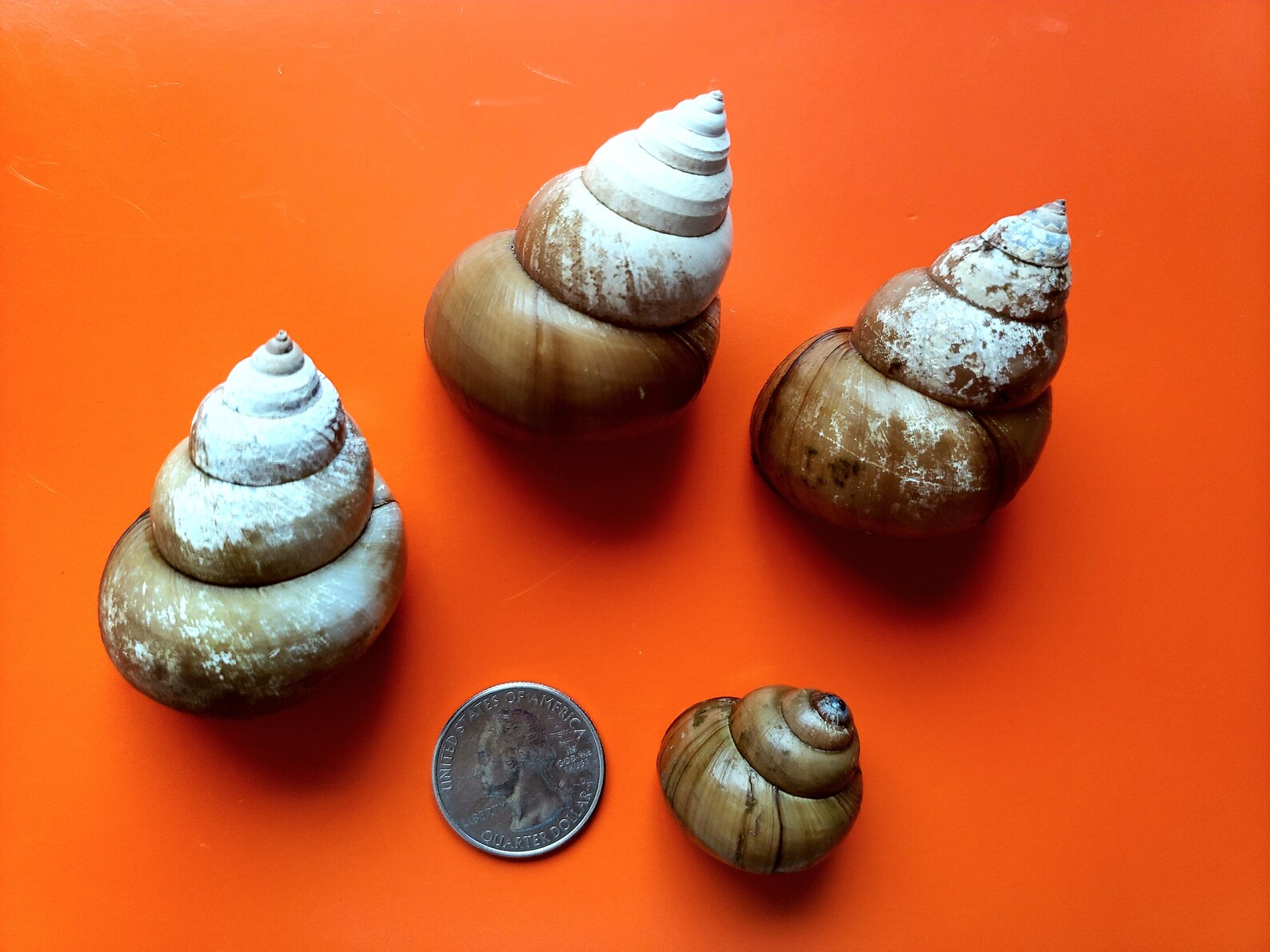 Freshwater Snail Shell for Your Creative Project / Natural | Etsy