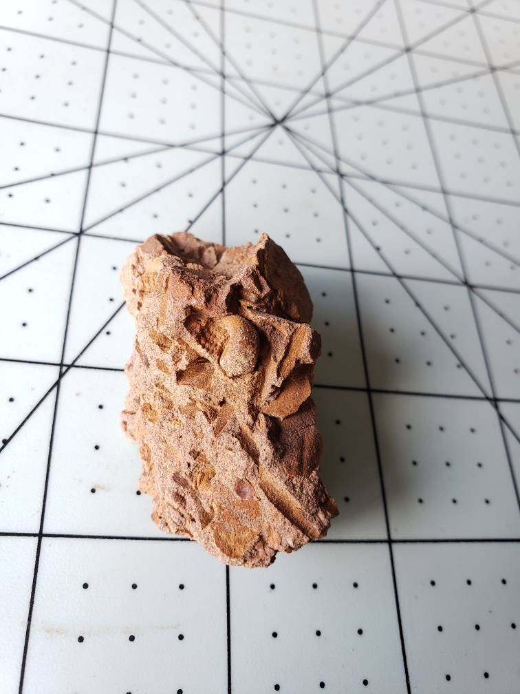 Sandy Mudstone Fossils / Stones and Rocks Collections / Natural History ...