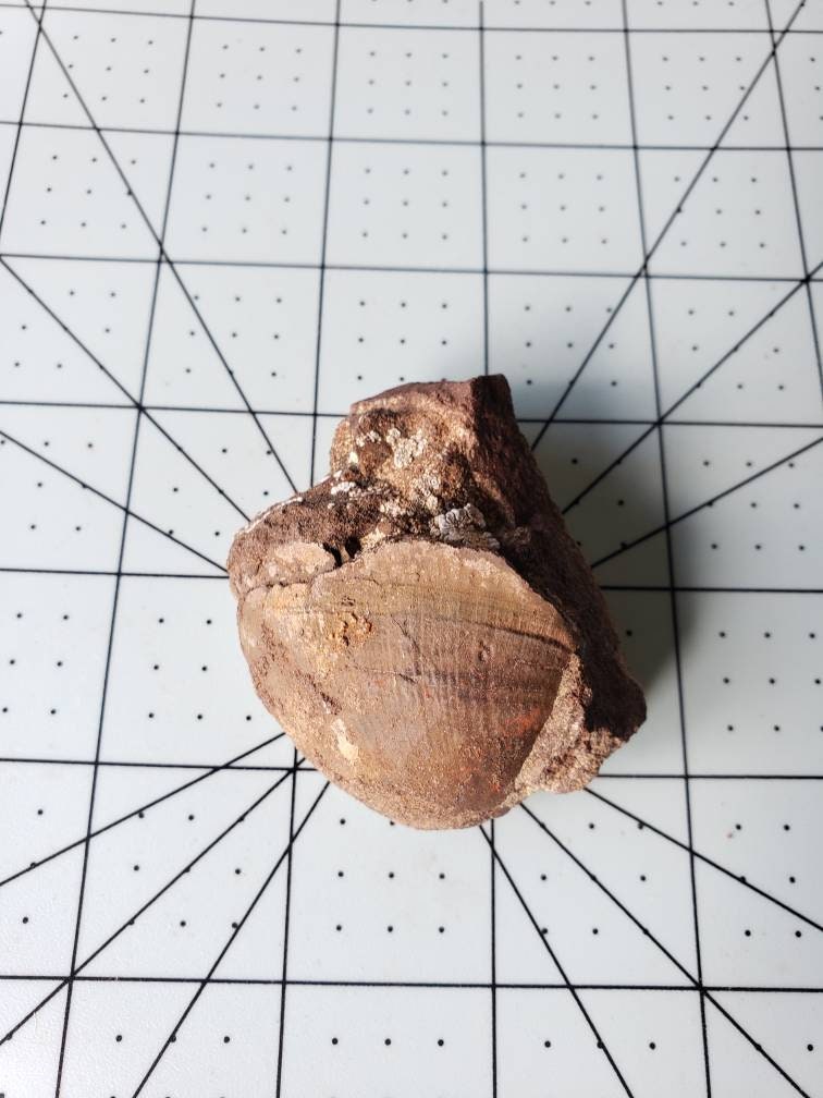 Sandy Mudstone Fossils / Stones and Rocks Collections / Natural History ...