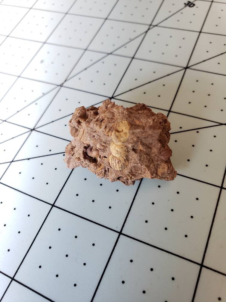 Sandy Mudstone Fossils / Stones and Rocks Collections / Natural History ...