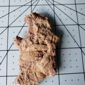 Sandy Mudstone Fossils / Stones and Rocks Collections / Natural History ...