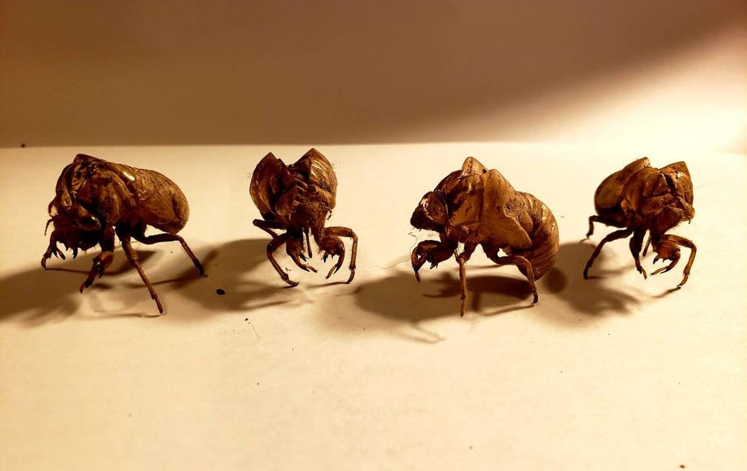 Cicada Exoskeletons / Cicada Shells / Cicada Molts / DIY - Etsy Cicada Exoskeletons / Cicada Shells / Cicada Molts / DIY - Etsy