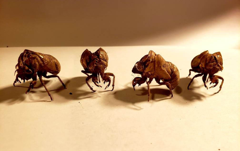 Cicada Shell Art