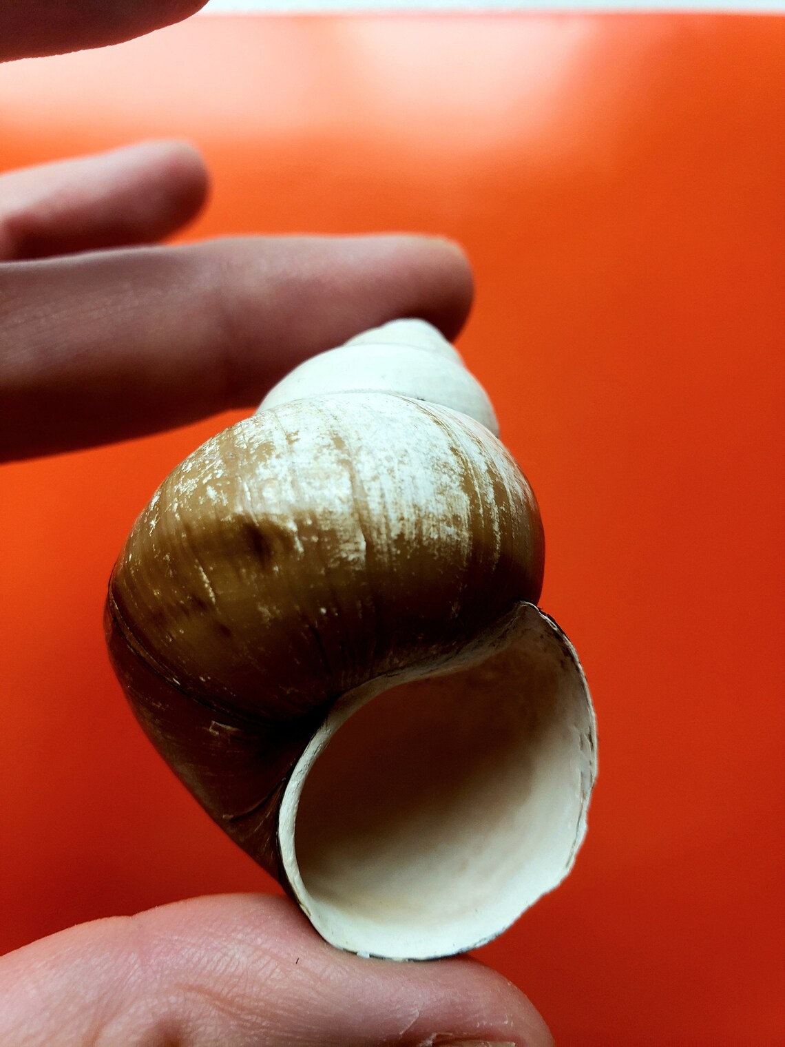 Freshwater Snail Shell for Your Creative Project / Natural | Etsy