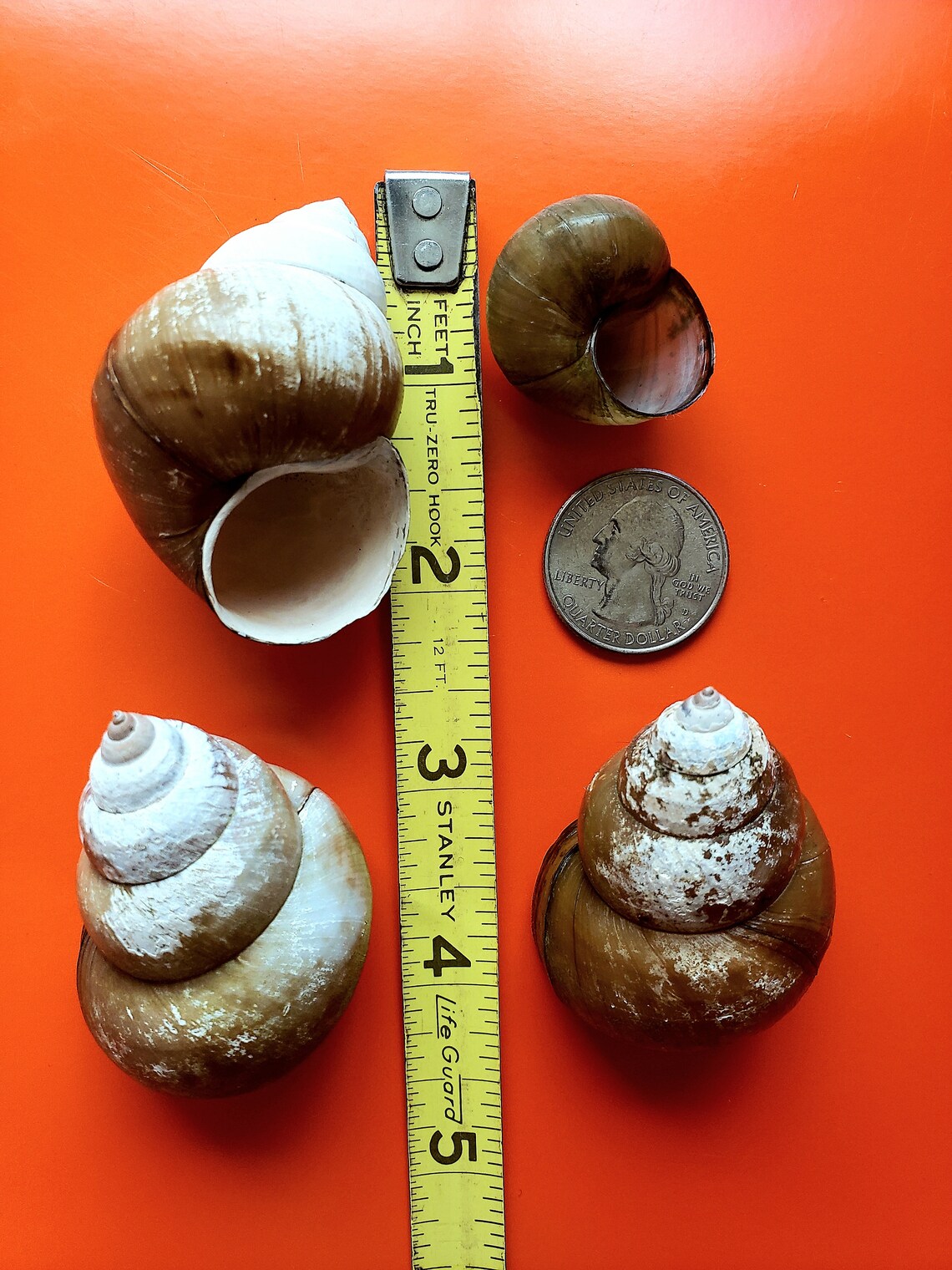 Freshwater Snail Shell for Your Creative Project / Natural | Etsy