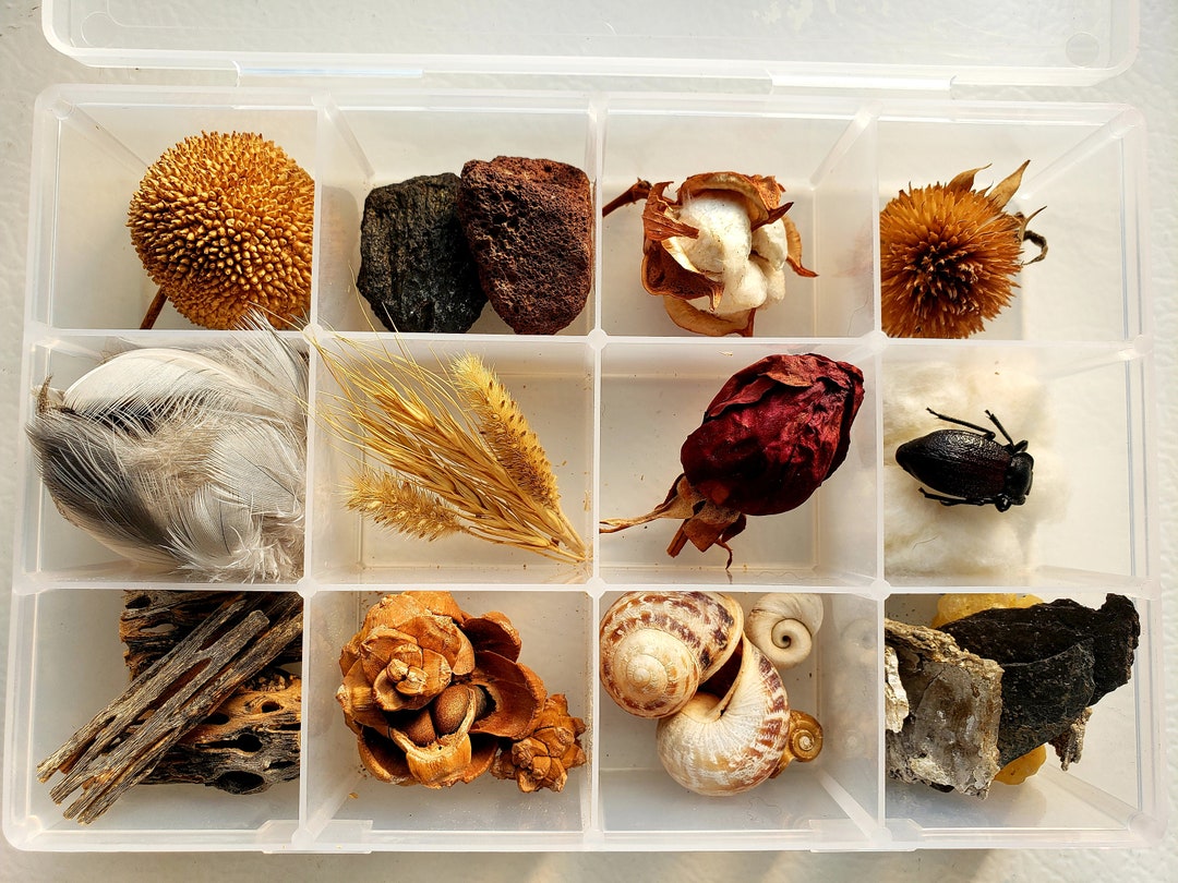 Assorted Nature Set / Curiosity Cabinet / Natural Material / Mew Mexico ...