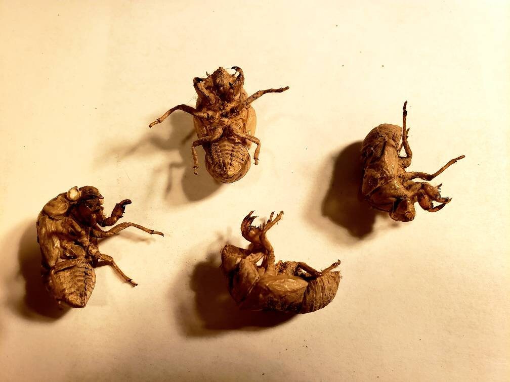 Cicada Exoskeletons / Cicada Shells / Cicada Molts / DIY - Etsy Cicada Exoskeletons / Cicada Shells / Cicada Molts / DIY - Etsy